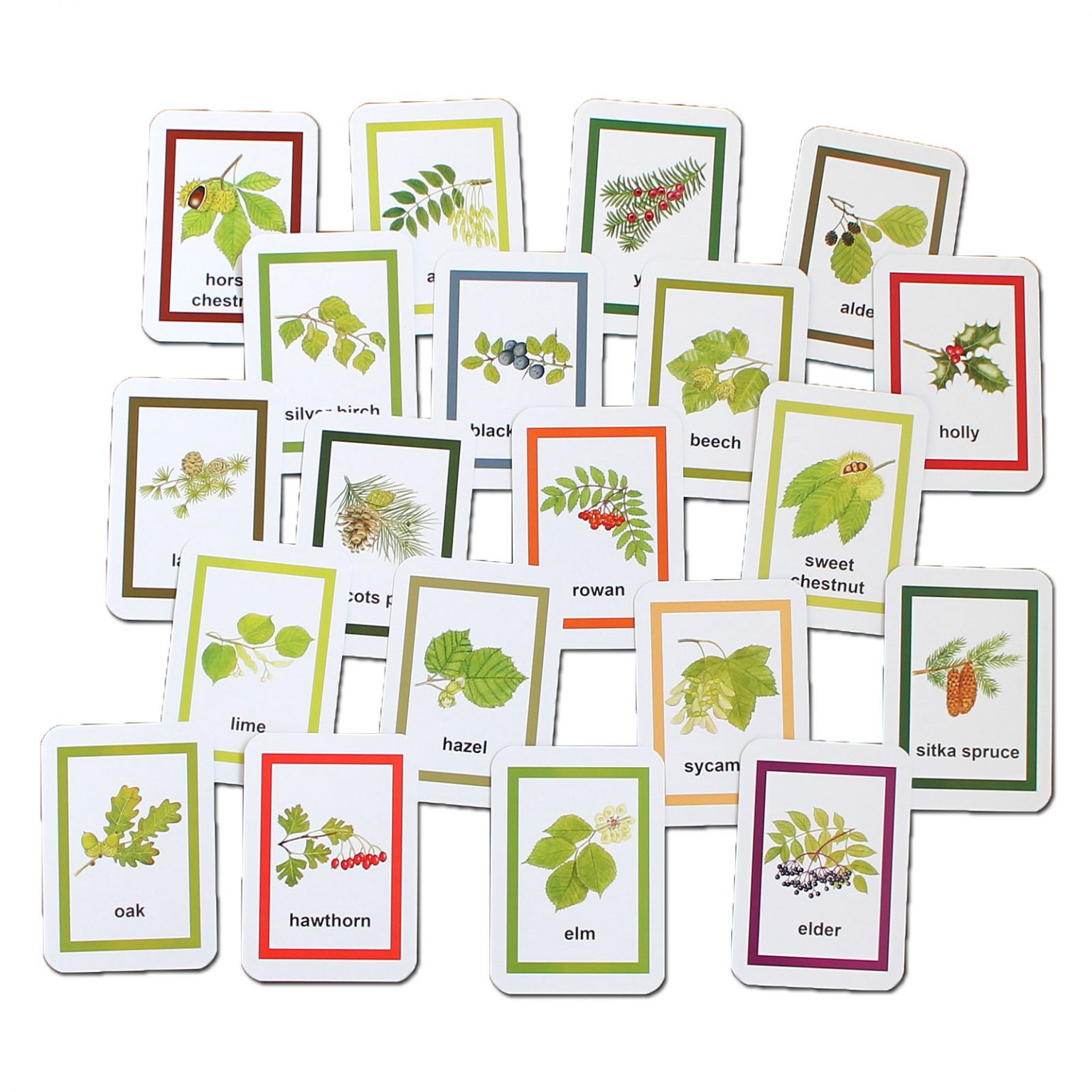 Pack of 20 British Tree Leaves Flash Cards, Identification cards