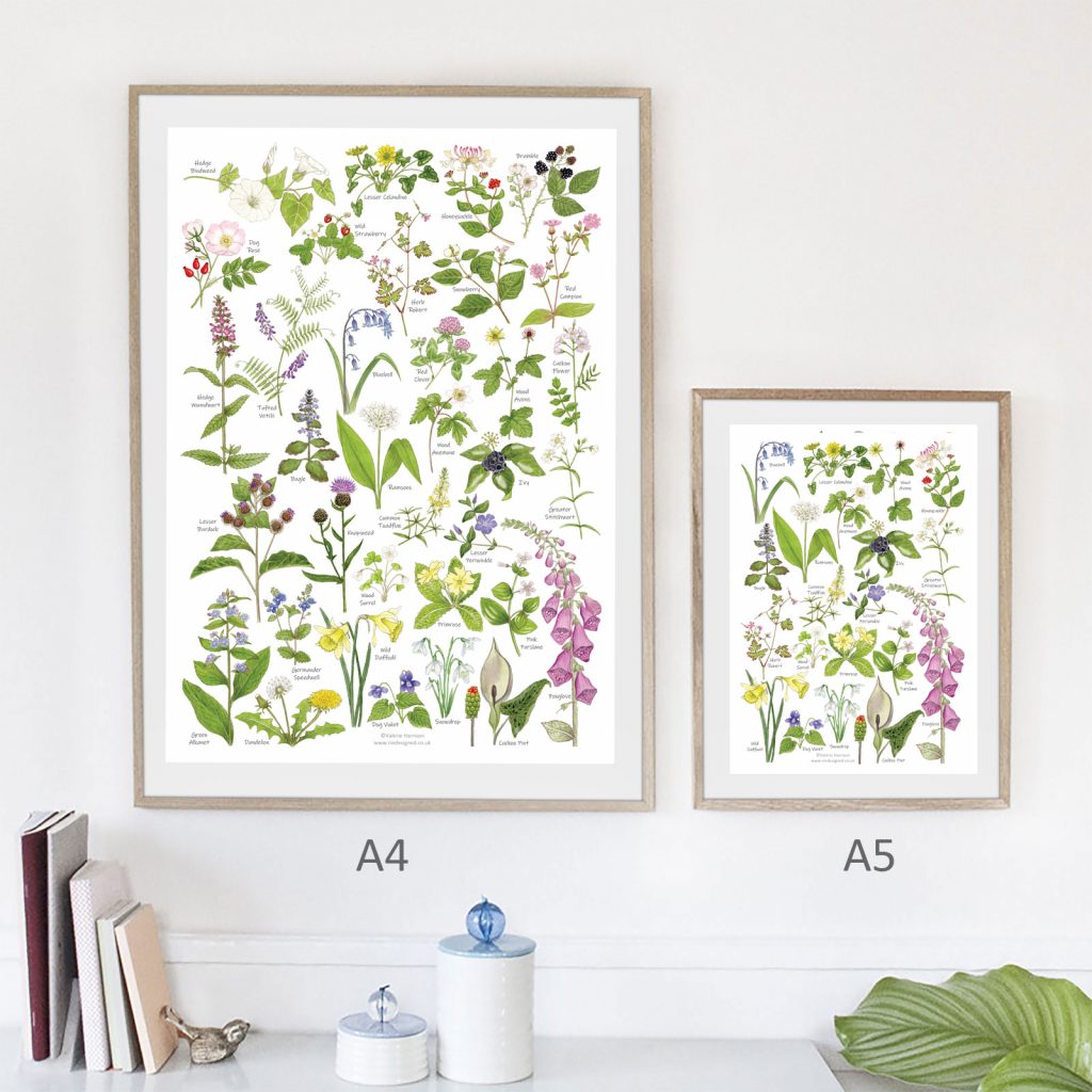 Woodland Wild Flowers Identification A5 Chart, Art Print