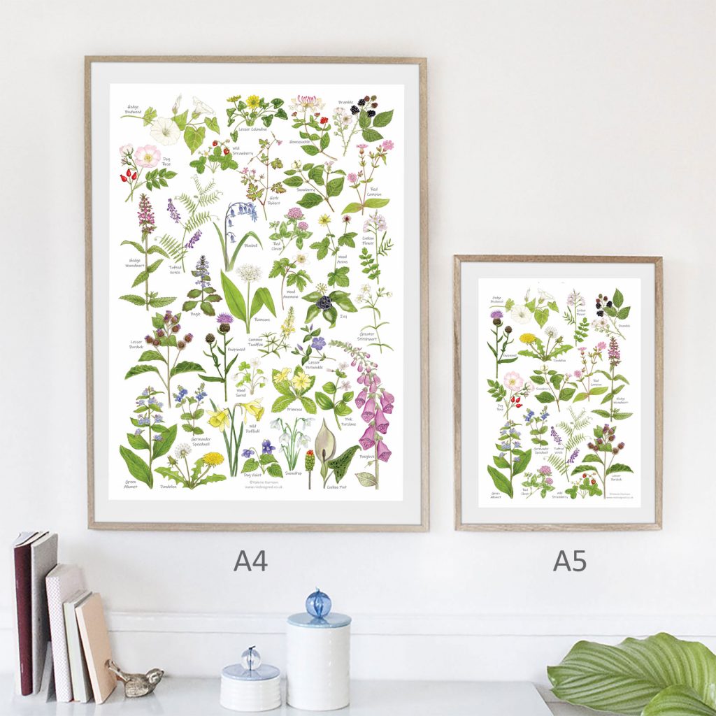 Woodland and hedgerow Identification A4 Card Poster