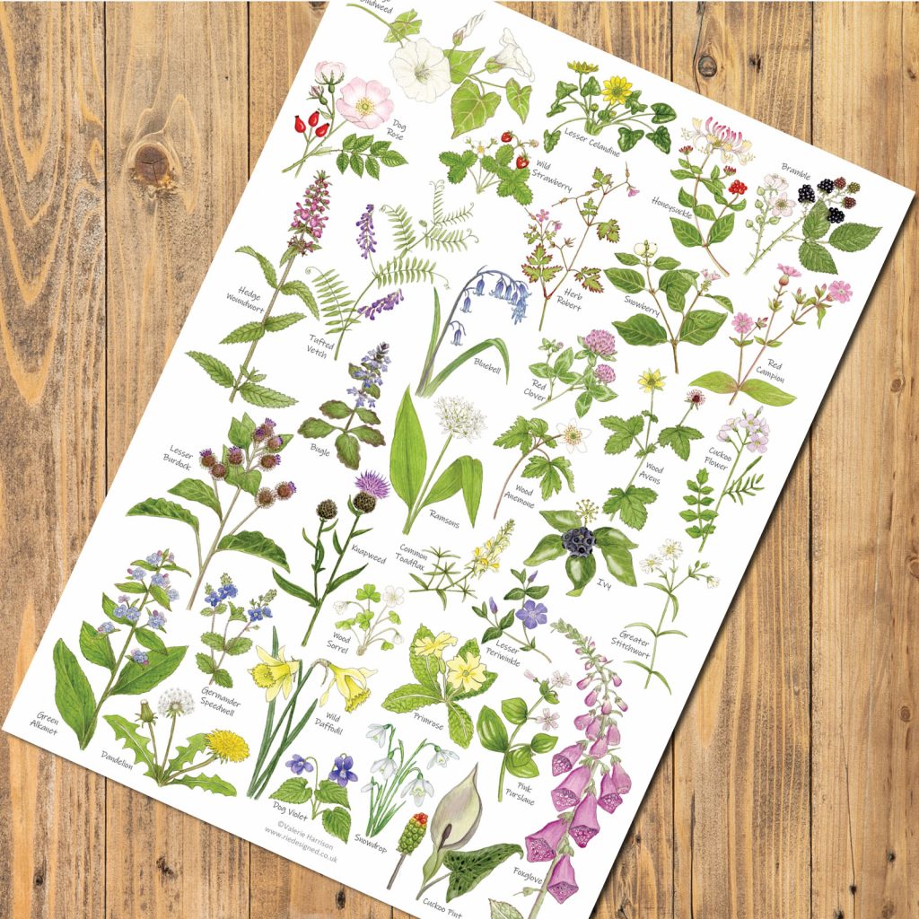 Woodland and hedgerow Identification A4 Card Poster