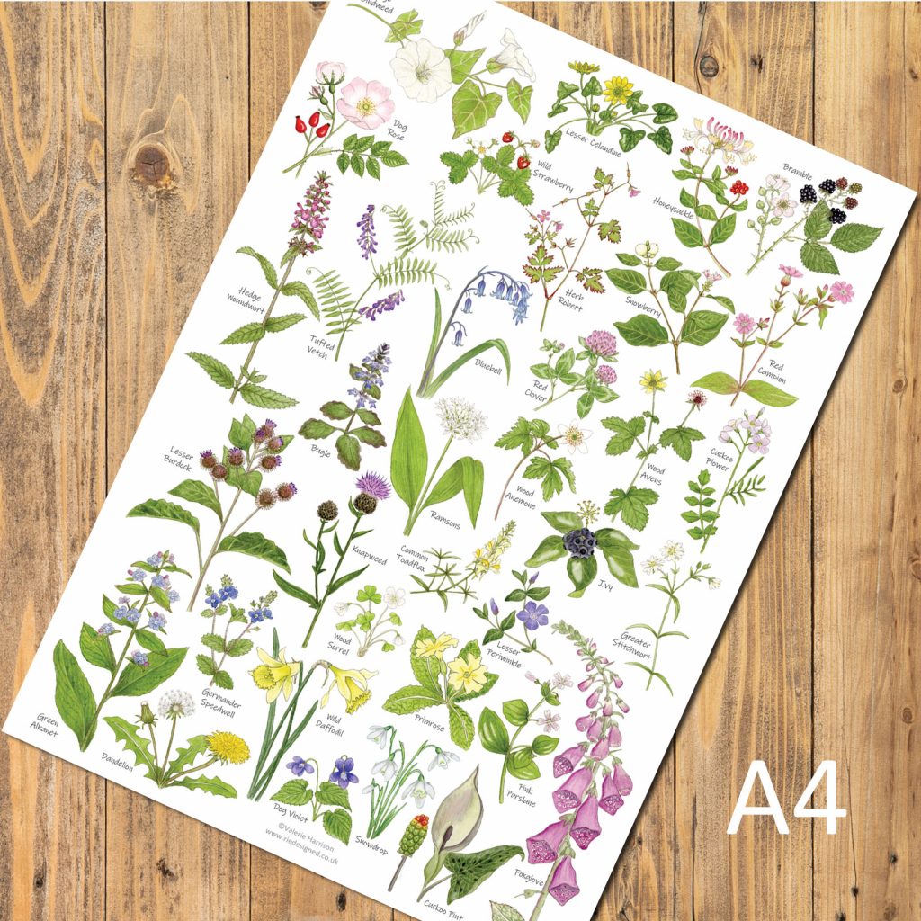 Wild Flower Identification A4 Card Poster