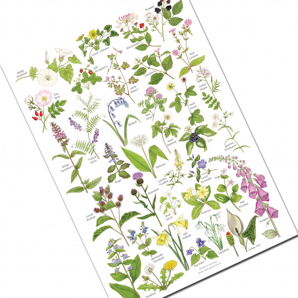 Set of 3 A4 Wild Flower Identification A4 Art Prints – Rie Designed