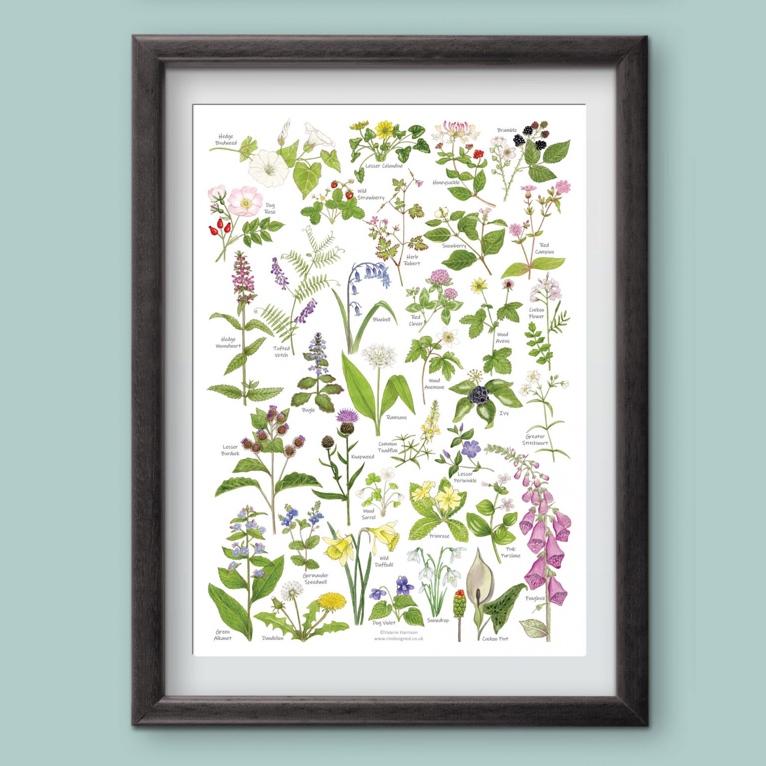 Wild Flower Identification A4 Card Poster