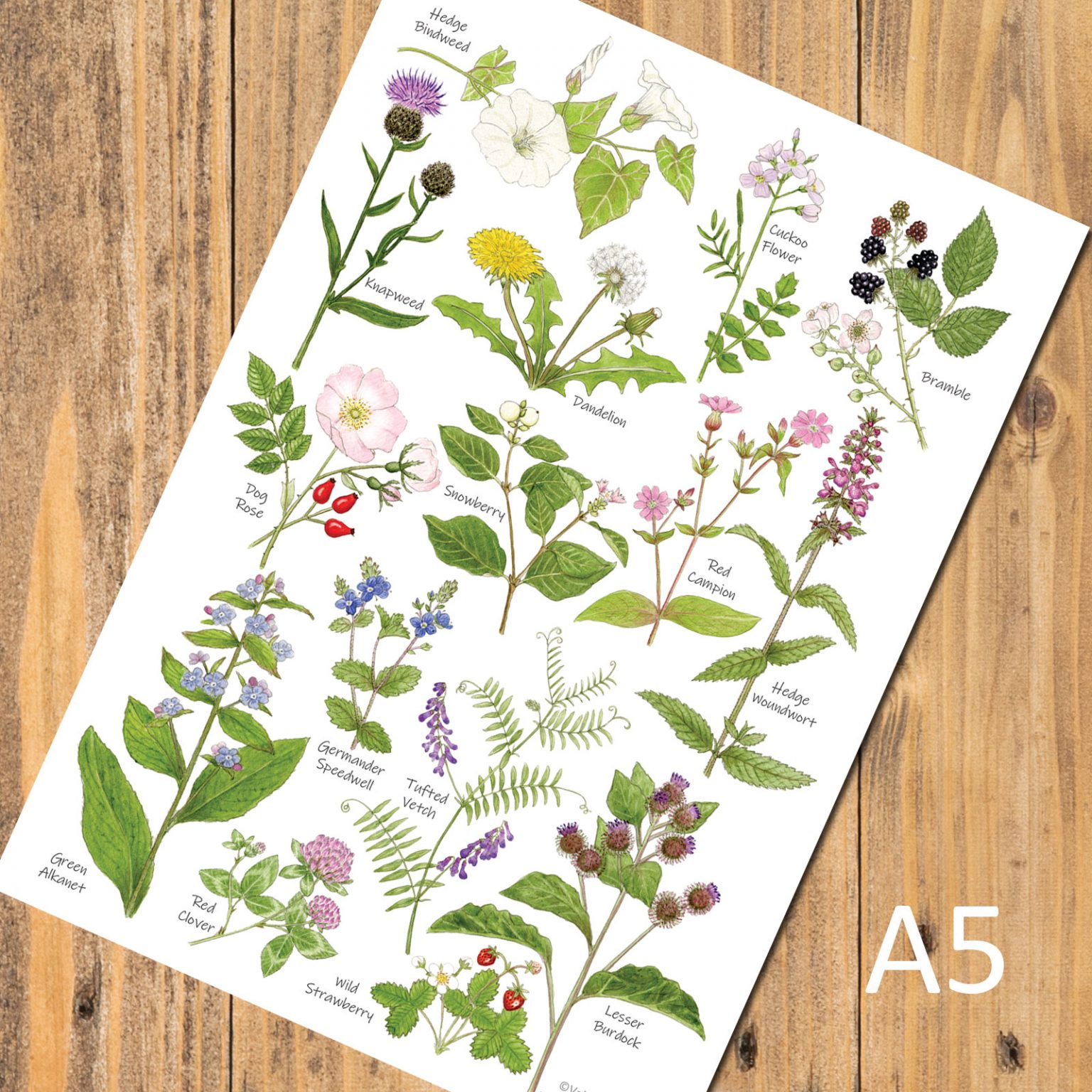Hedgerow Wild Flowers Identification A5 Chart, Art Print