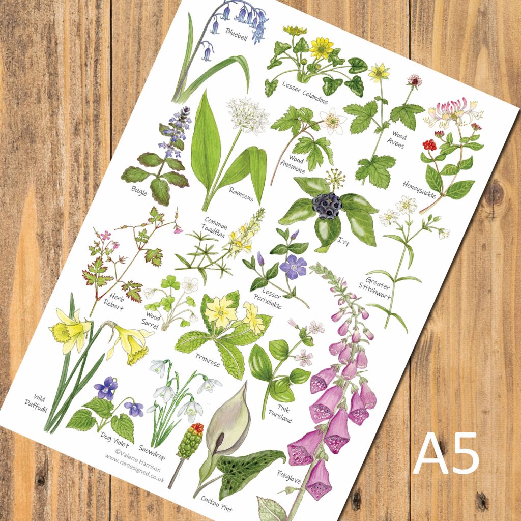 Woodland Wild Flowers Identification A5 Chart, Art Print