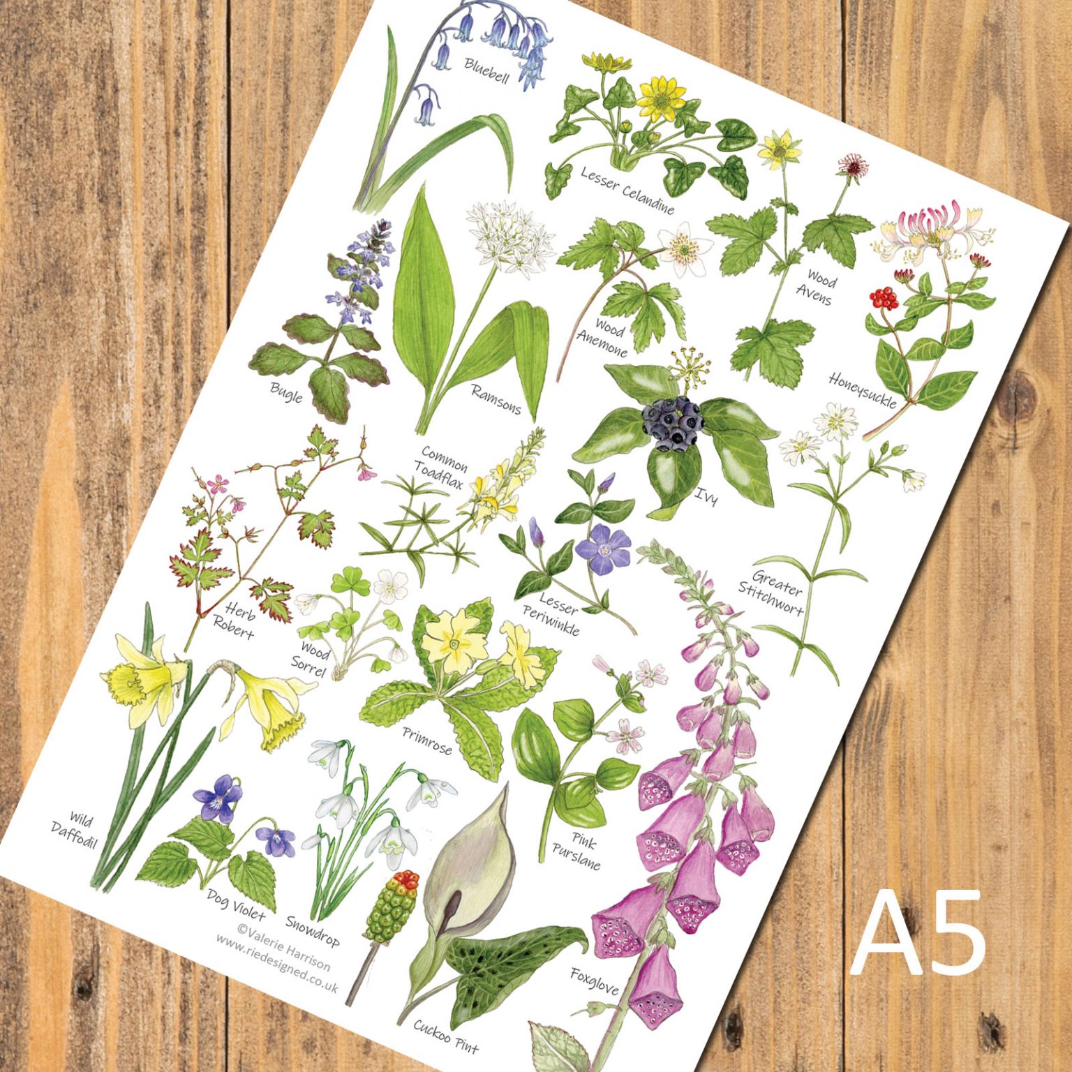 Woodland Wild Flowers Identification A5 Chart, Art Print