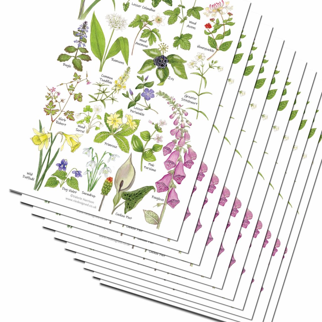 Woodland Wild Flowers Identification A5 Chart, Art Print