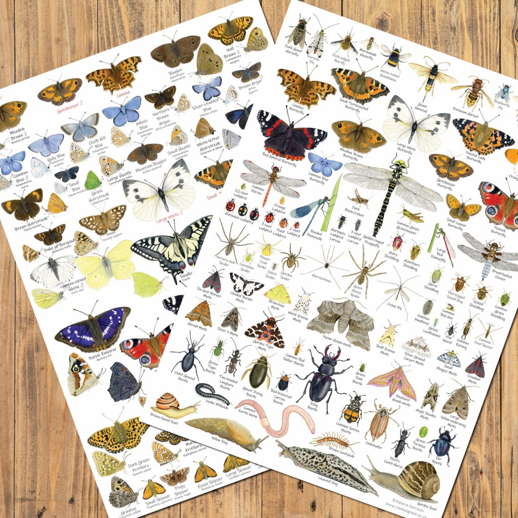 British Invertebrates Identification A3 Card Poster, Art Print