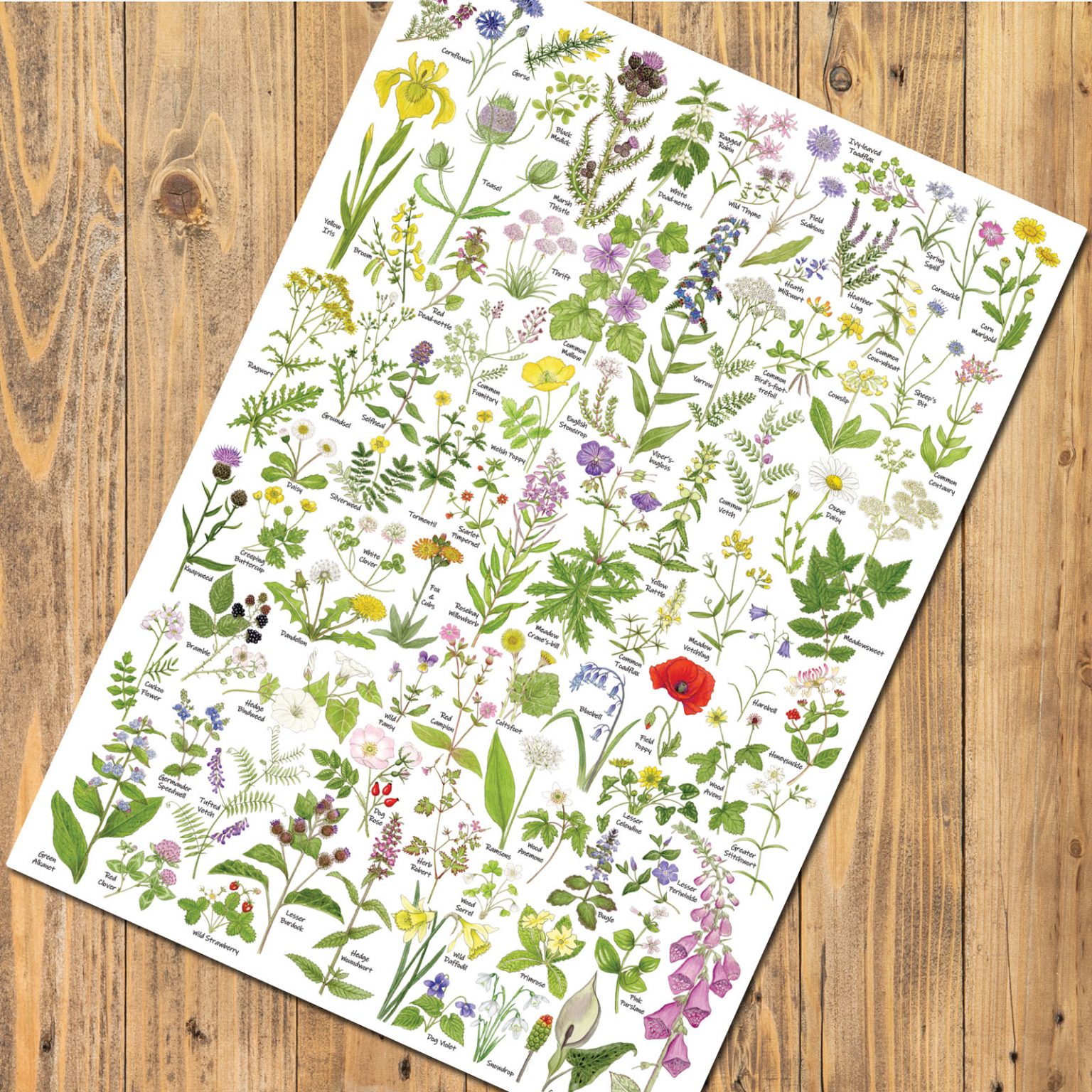 British Wild Flowers Identification A3 Poster, Art Print, Chart