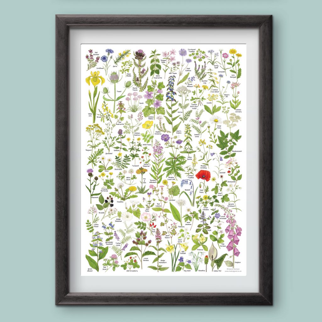 British Wild Flowers Identification A3 Poster, Art Print, Chart