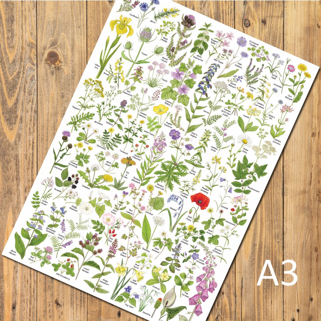 British Wild Flowers Identification A3 Poster, Art Print, Chart