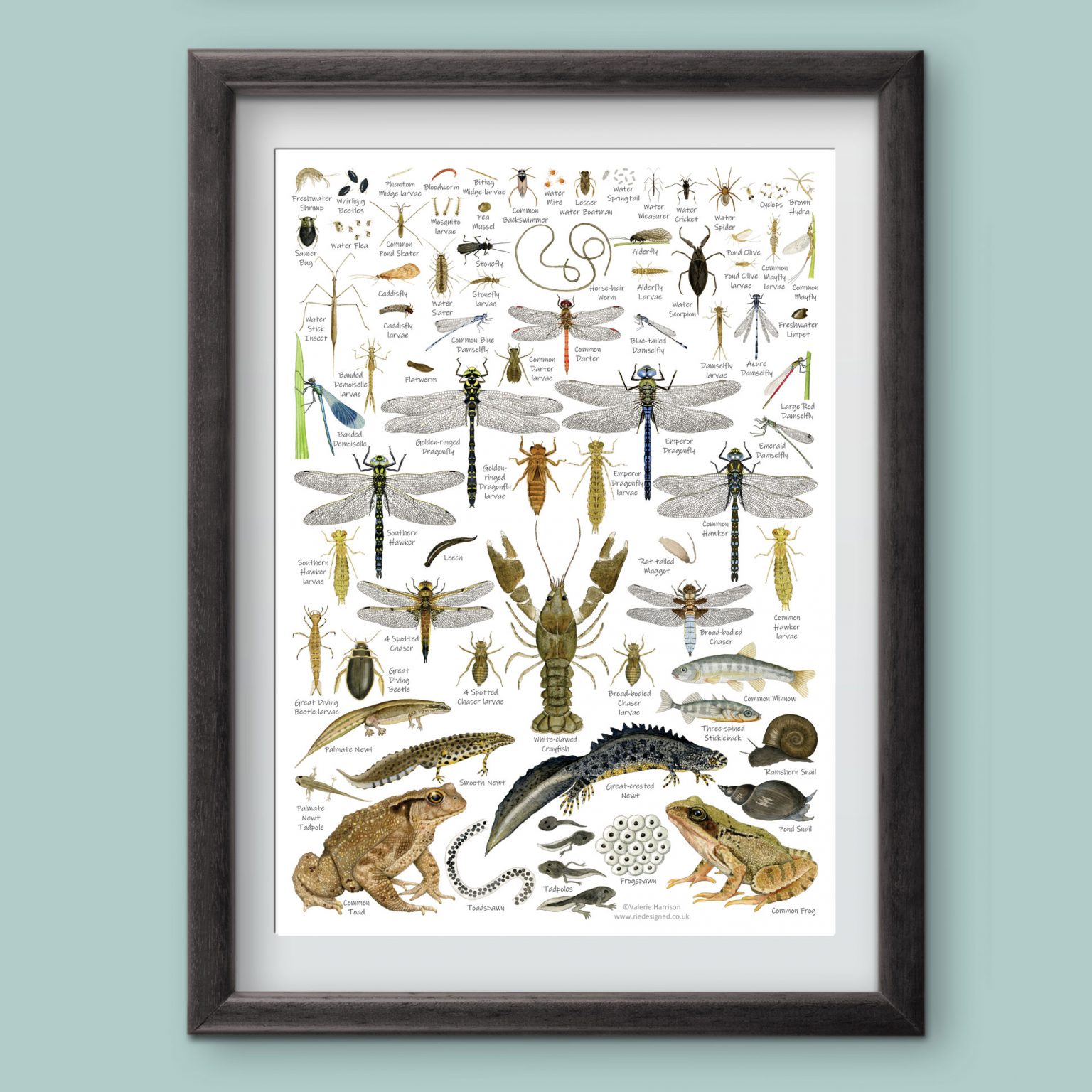 British Minibeasts, Invertebrates Identification A4 Card Poster