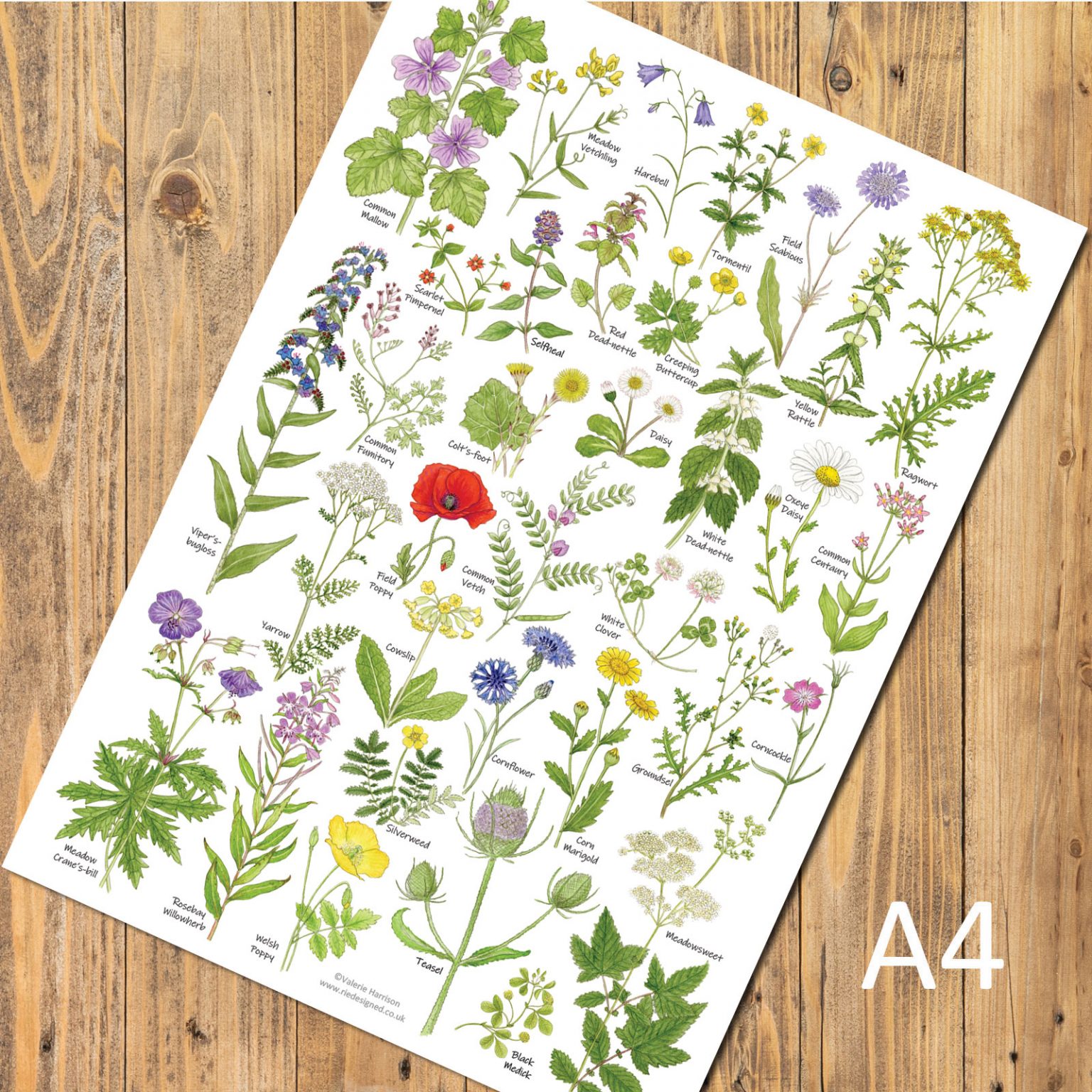 Set of 3 A4 Wild Flower Identification A4 Art Prints – Rie Designed