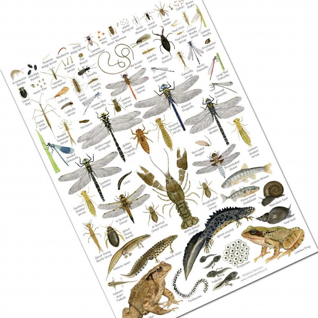 British Minibeasts, Invertebrates Identification A4 Card Poster