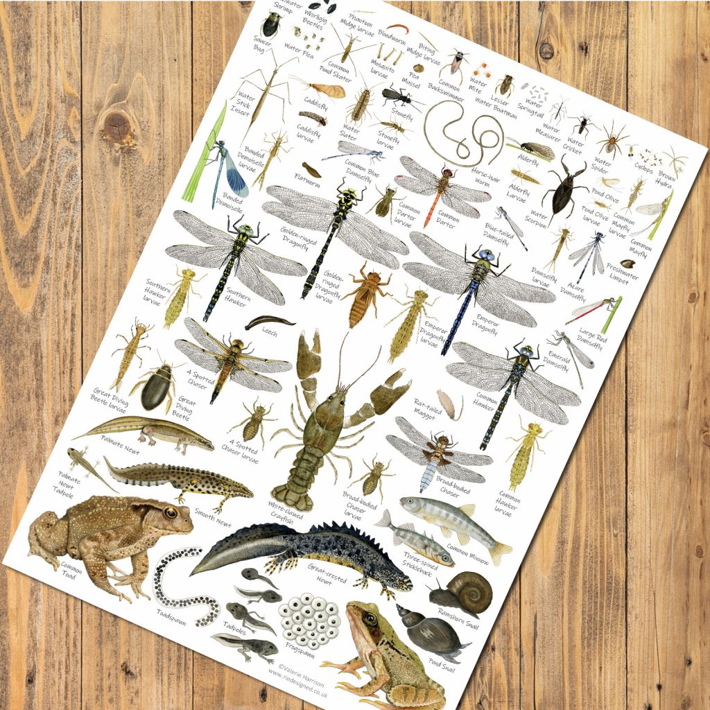 British Pond & Stream, Pondlife Identification A4 Card Poster, Art ...