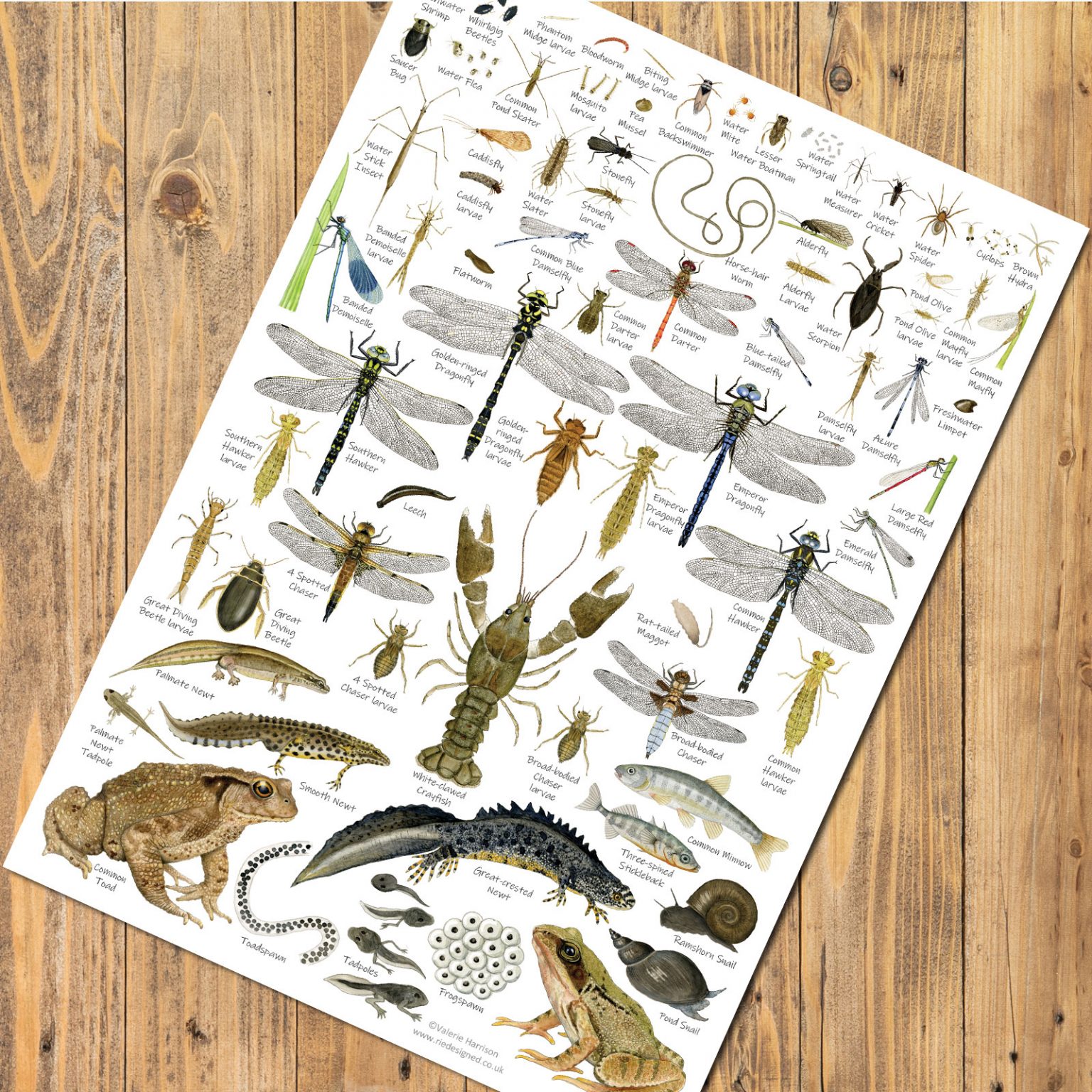 British Minibeasts, Invertebrates Identification A4 Card Poster