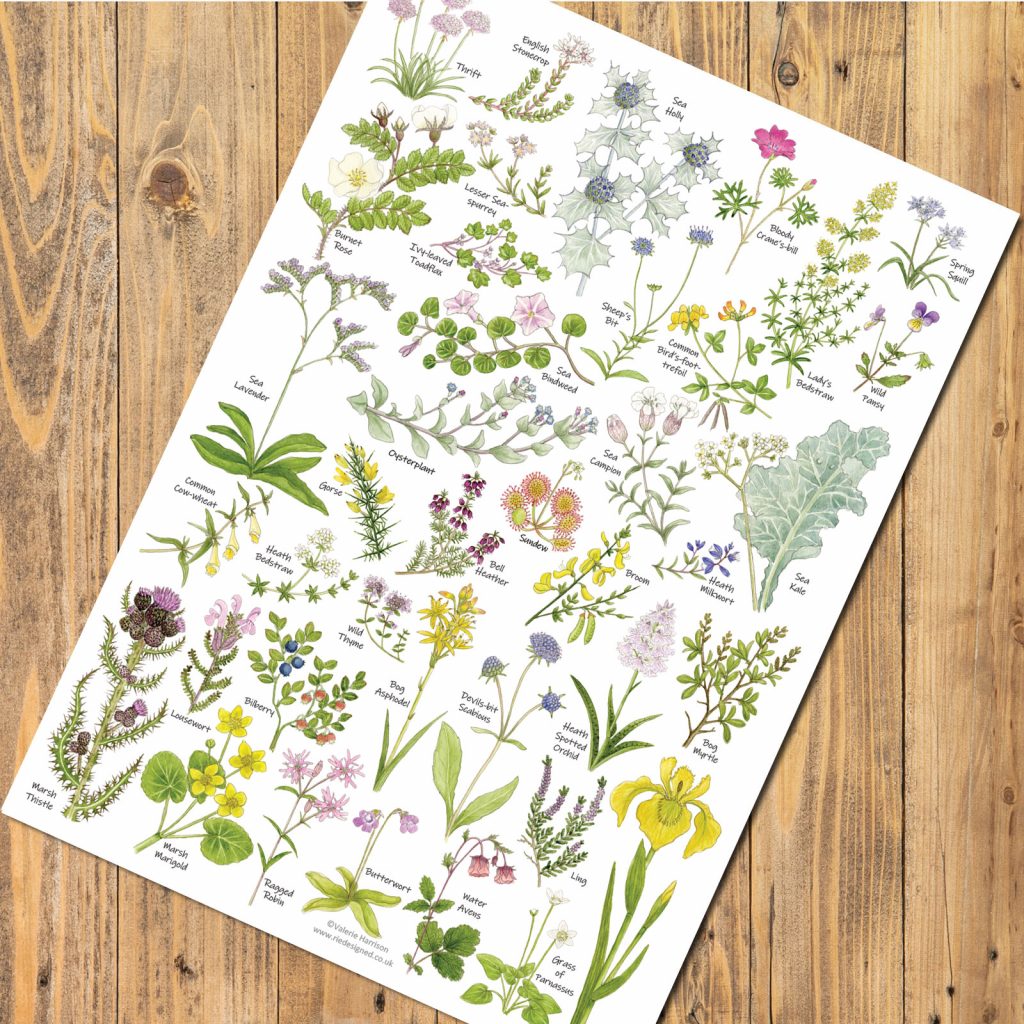 Wild Flower Identification A4 Card Poster
