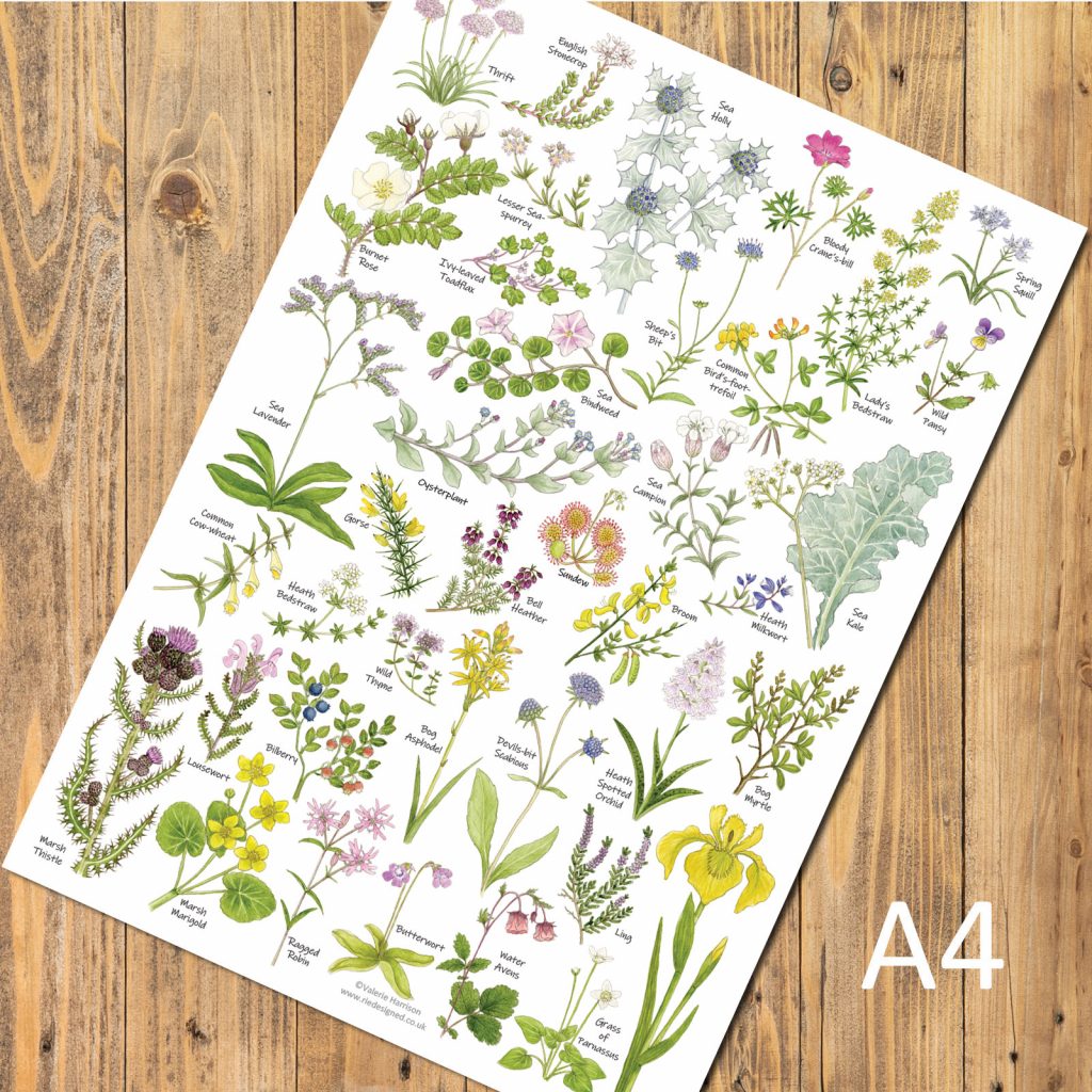 Wild Flower Identification A4 Card Poster