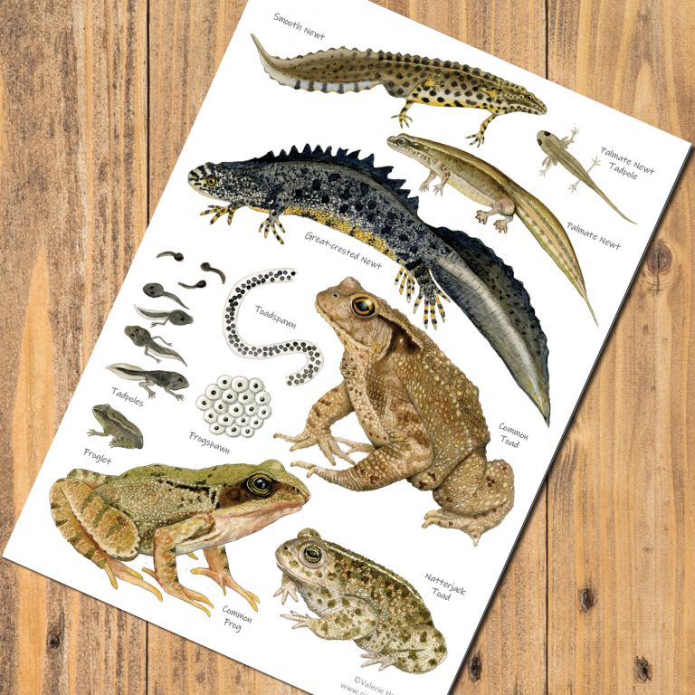 British Amphibians, Identification A5 Card Postcard, Art Print