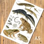 British Wildlife, Identification A5 Card Postcards, Art Prints