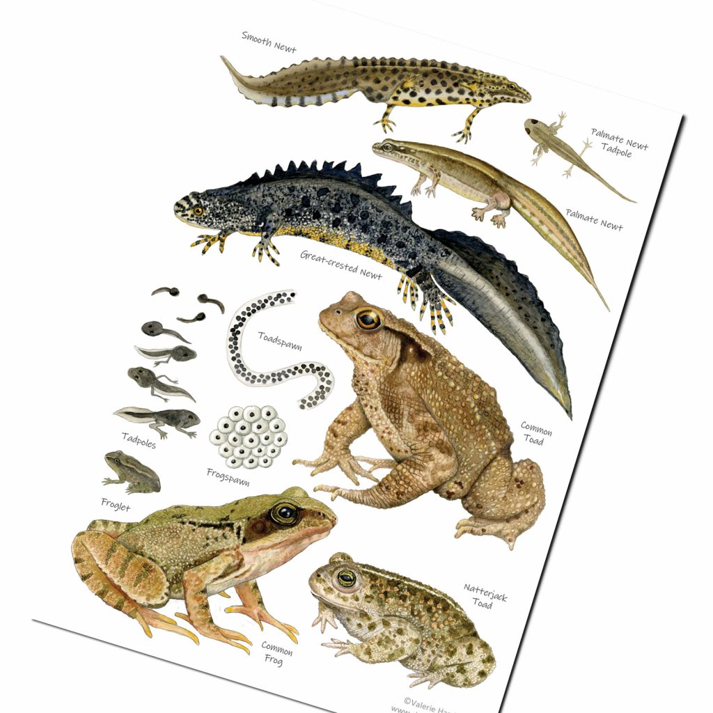 British Amphibians, Identification A5 Card Postcard, Art Print