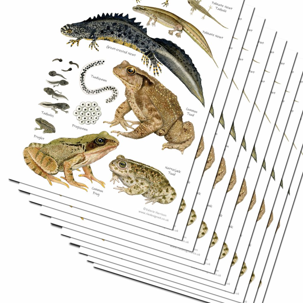 British Amphibians, Identification A5 Card Postcard, Art Print