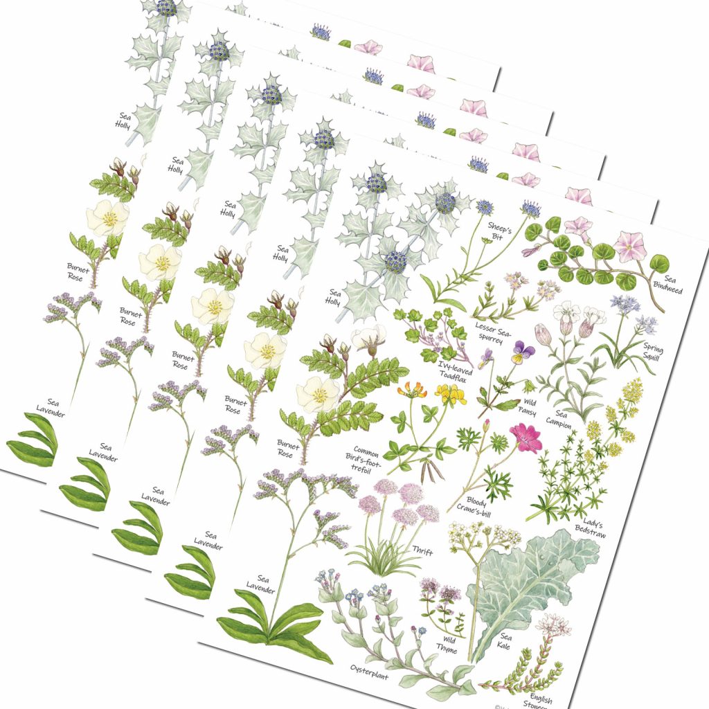Coastal Wild Flowers Identification A5 Chart, Art Print