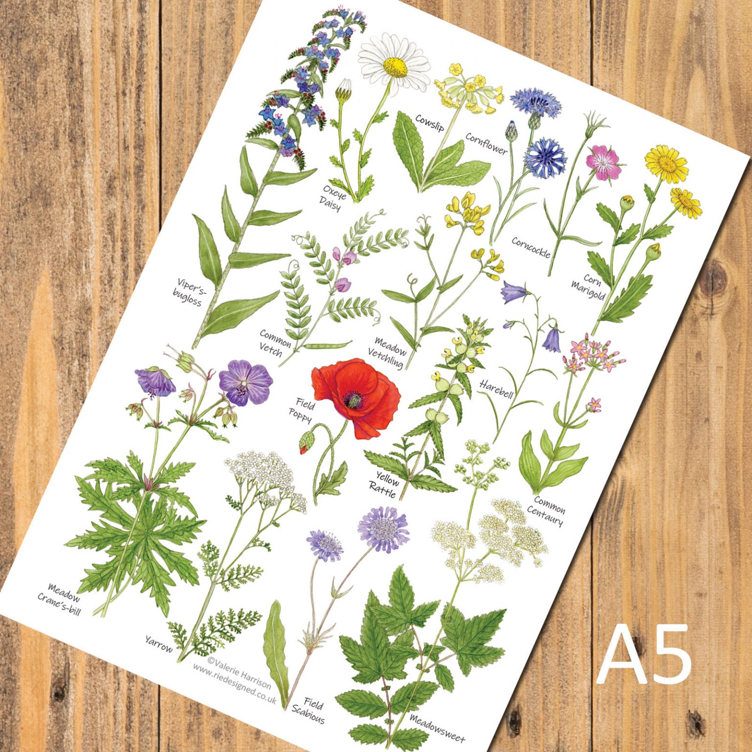 Coastal Wild Flowers Identification A5 Chart, Art Print