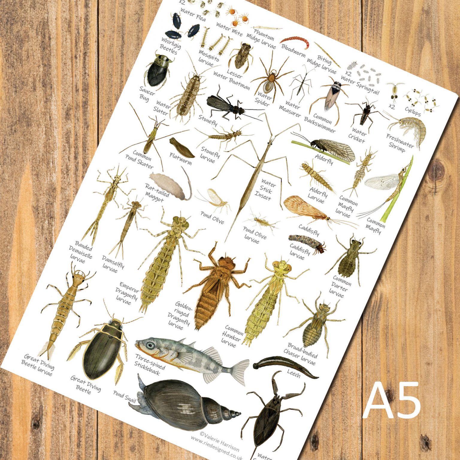 British Wildlife, Identification A5 Card Postcards, Art Prints