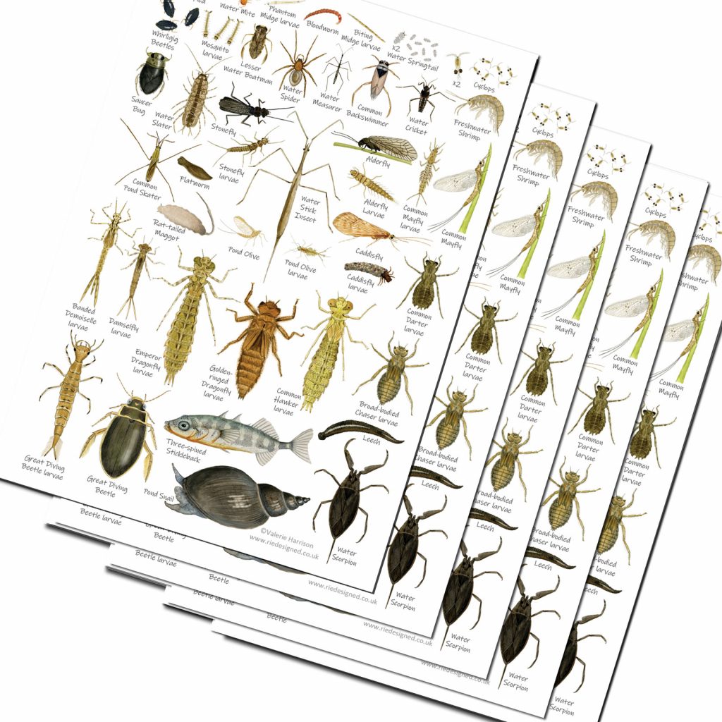 British Pond & Stream, Identification A5 Card Postcard, Art Print