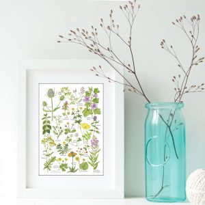 Grass and Wasteland Wild Flowers Identification A5 Chart, Art Print