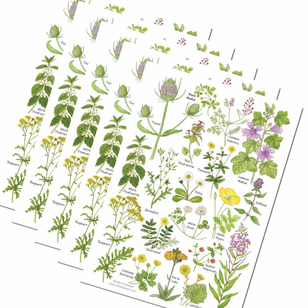 Grass and Wasteland Wild Flowers Identification A5 Chart, Art Print