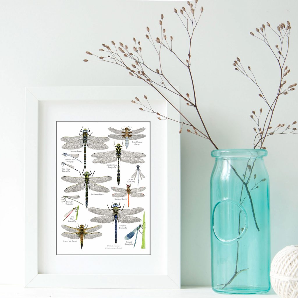 British Dragonflies and Damselflies Identification A5 Card Postcard Art ...