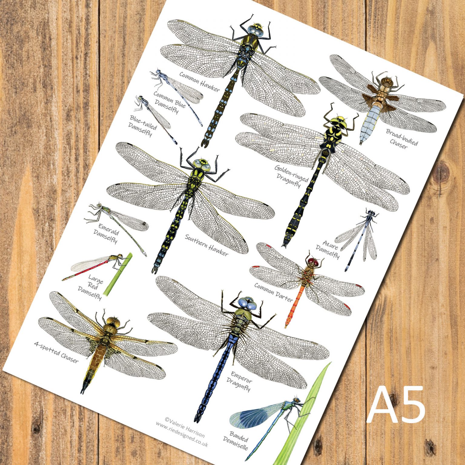 British Wildlife, Set of 11 Identification A5 Card Postcards, Nature ...