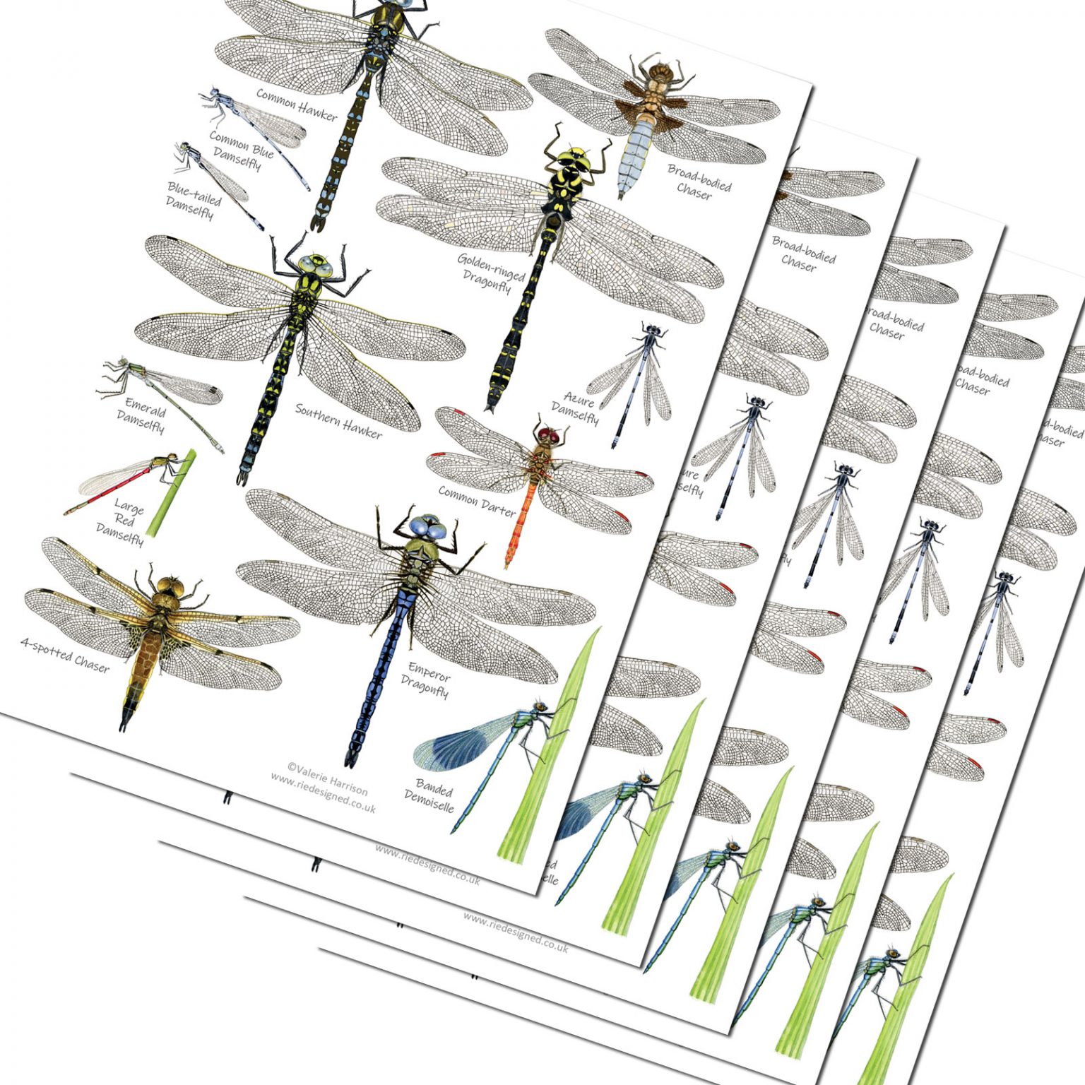British Dragonflies and Damselflies Identification A5 Card Postcard Art ...