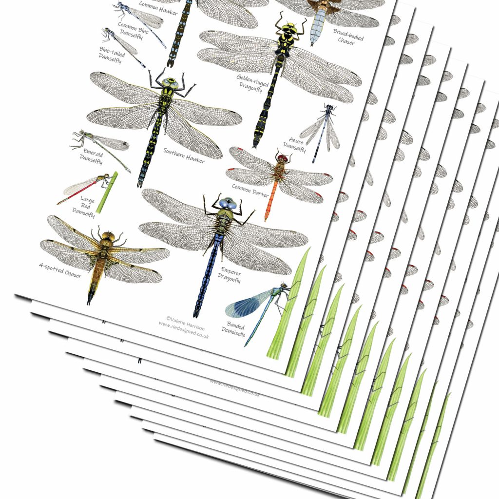 British Dragonflies and Damselflies Identification A5 Card Postcard Art ...