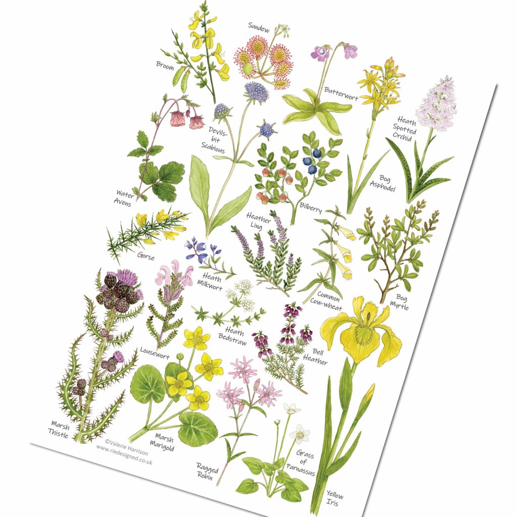 Pack of 6 Wild Flower Identification A5 Charts, Art Prints