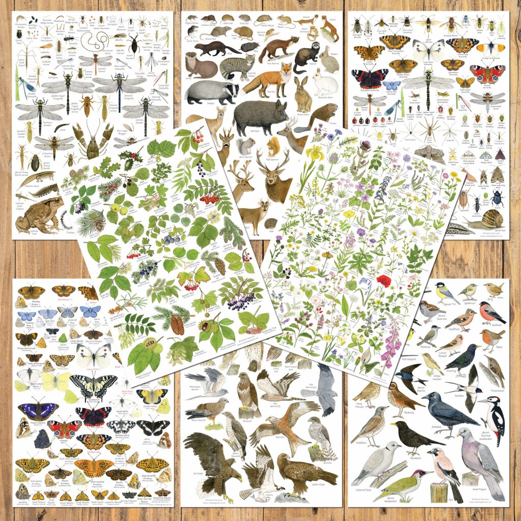 British Invertebrates Identification A3 Card Poster, Art Print