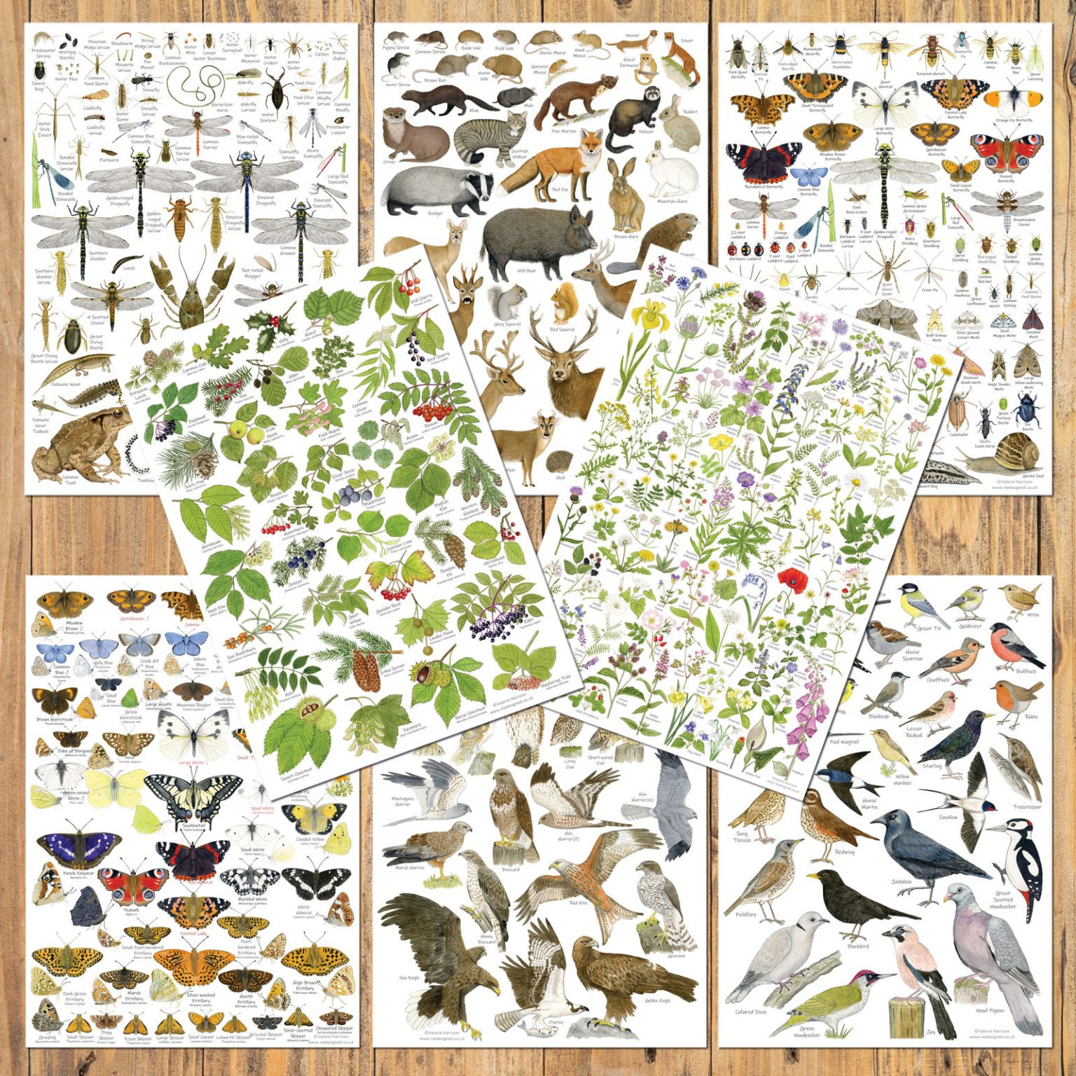 British Tree Leaves Identification A3 Poster, Art Print