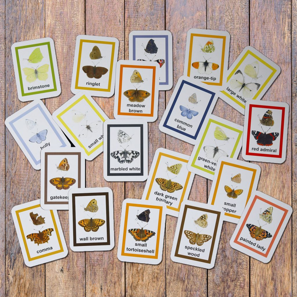 Pack of 20 British Butterflies Flash Cards, Identification cards