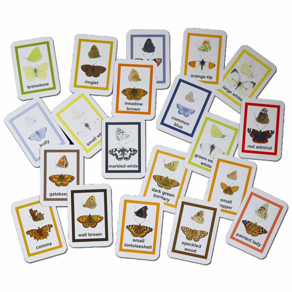Pack of 20 British Butterflies Flash Cards, Identification cards