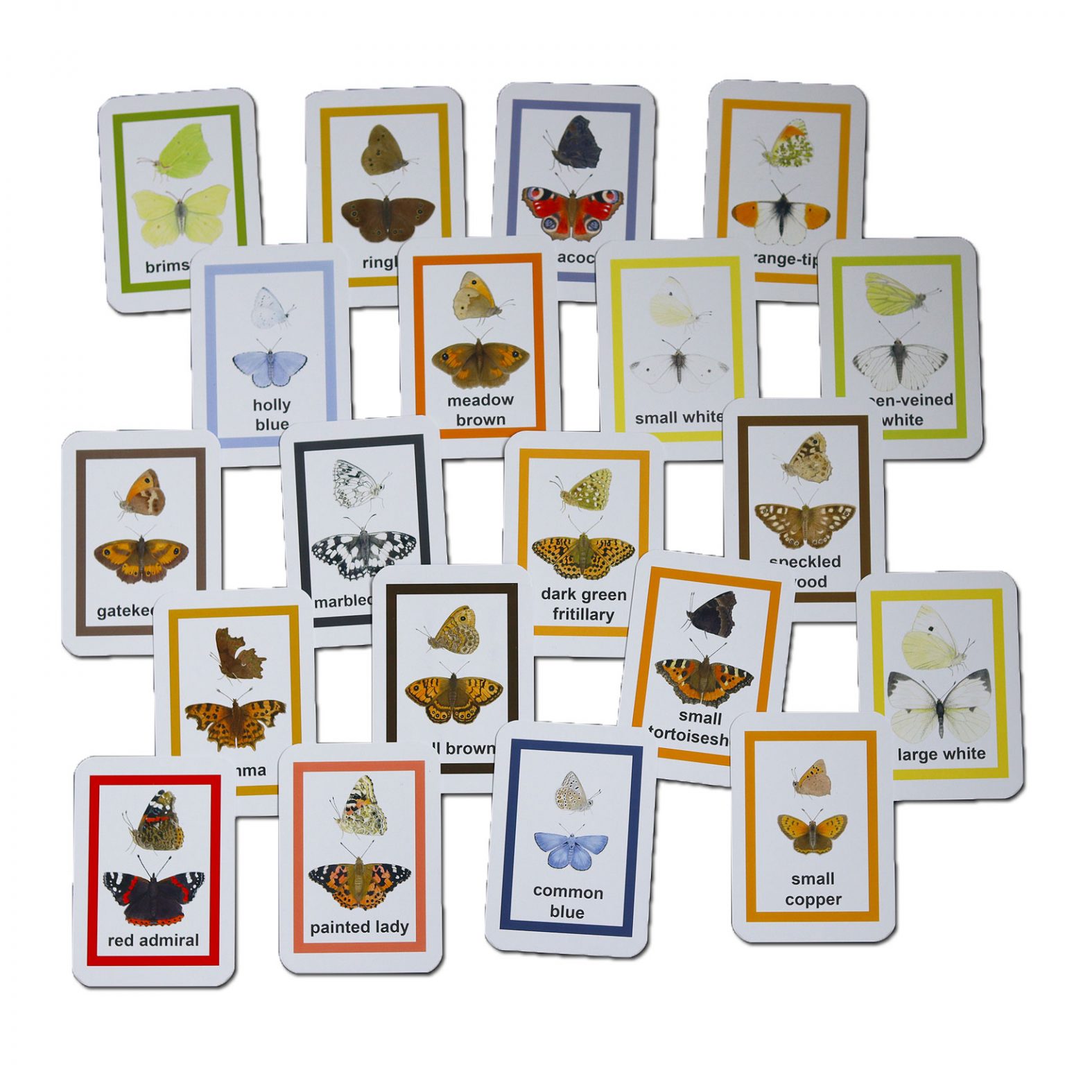 Pack of 20 British Butterflies Flash Cards, Identification cards