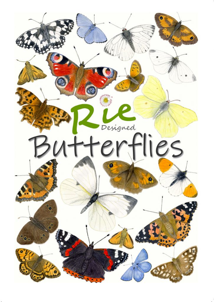 Pack of 20 British Butterflies Flash Cards, Identification cards