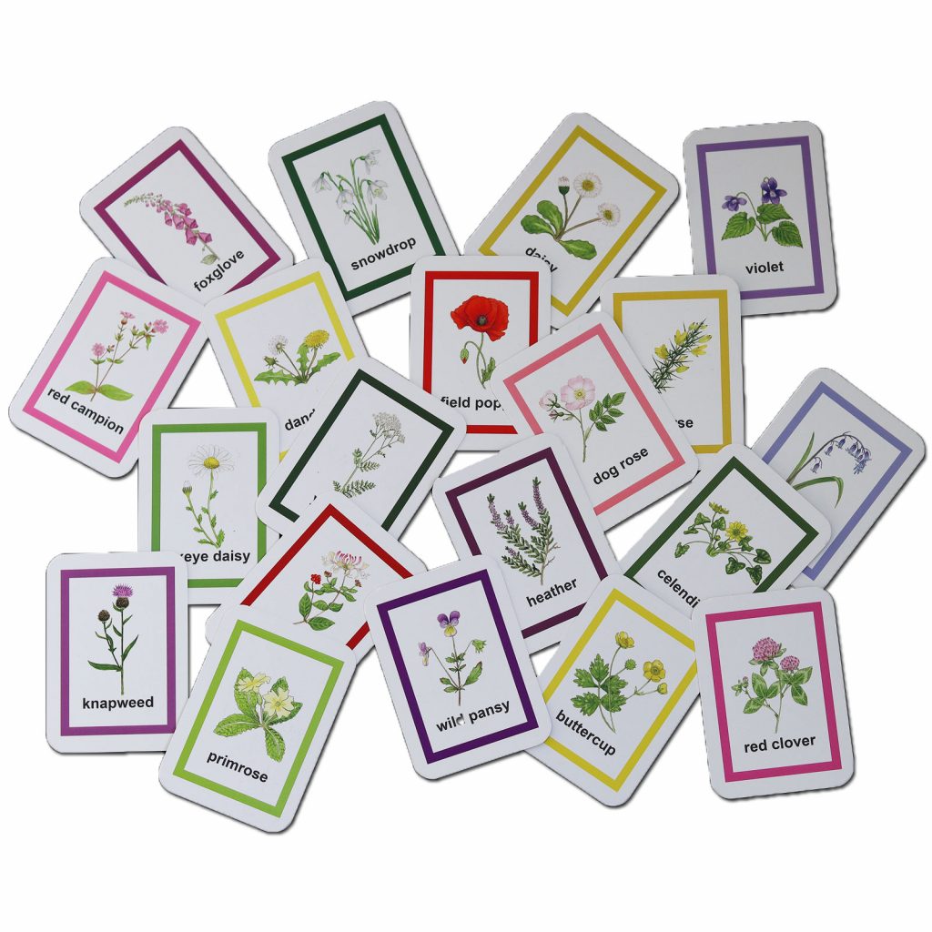 Pack of 20 British wild flowers Flash Cards, Identification cards