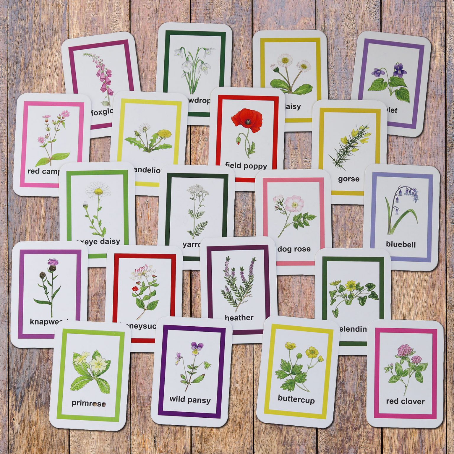 Pack of 20 British wild flowers Flash Cards, Identification cards