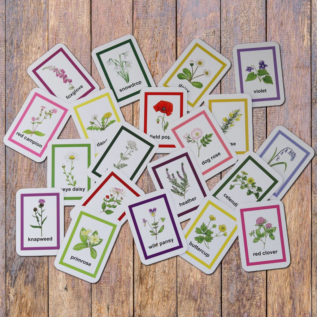 Pack of 20 British wild flowers Flash Cards, Identification cards