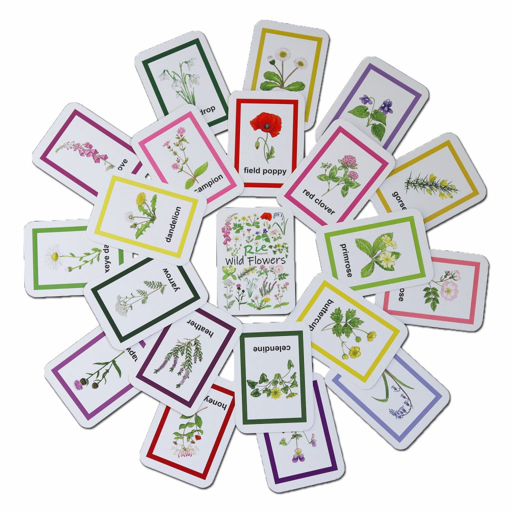 Pack of 20 British wild flowers Flash Cards, Identification cards
