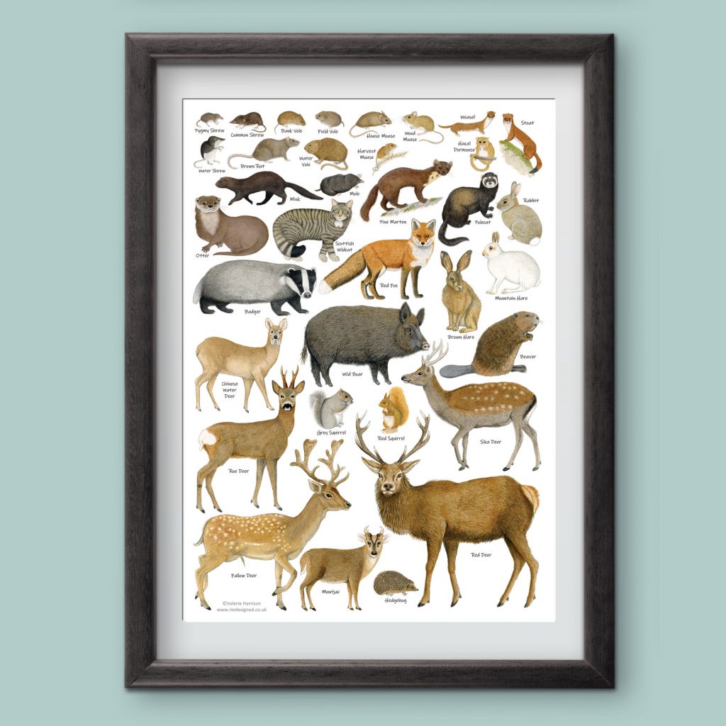 British Land Mammals Identification A3 Poster, Art Print, Chart