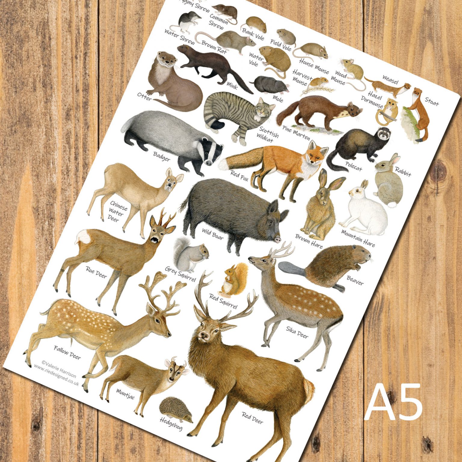 British Wildlife, Set of 11 Identification A5 Card Postcards, Nature ...