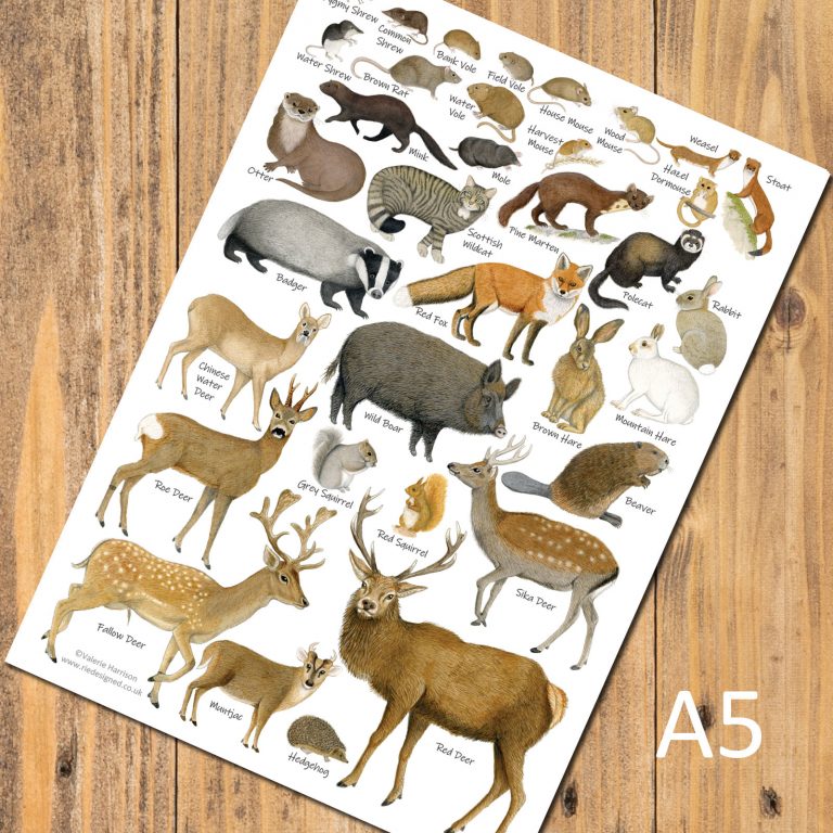 British Wildlife, Identification A5 Card Postcards, Art Prints